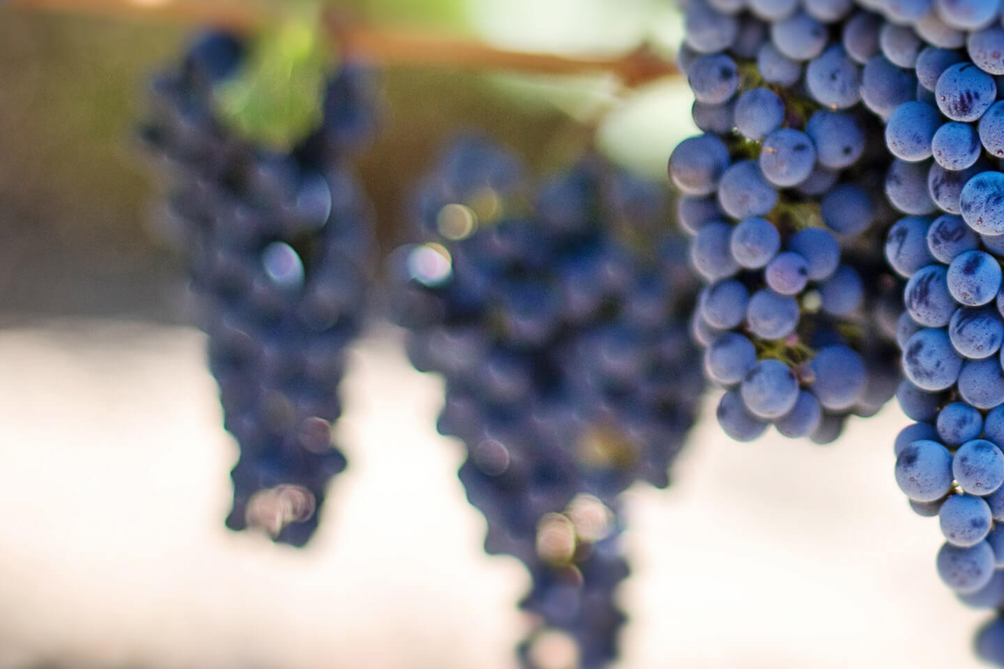 Seneca Lake Winery | Award-Winning Wines from Lakewood Vineyards